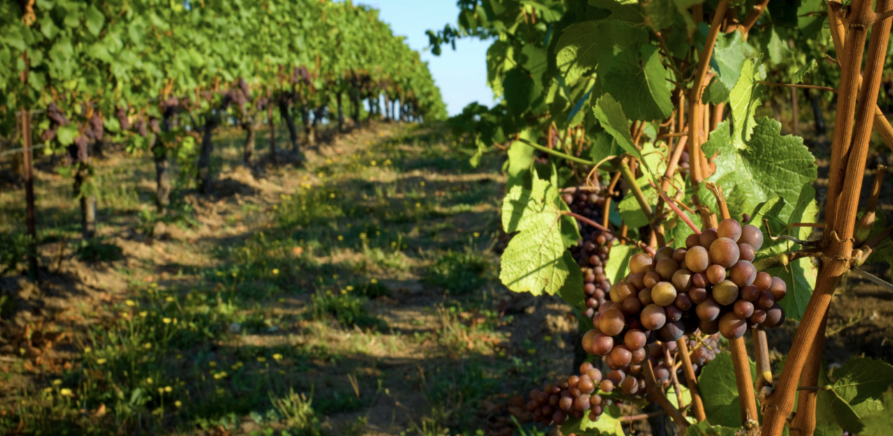 Our Wines | Rusty Gate Grove Winery & Bar